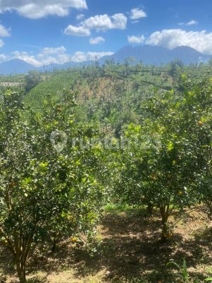 Tanah Murah Kebun Jeruk Produktif dengan View Exotic di Kintamani Bali ...