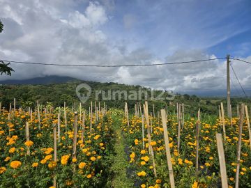 Dijual Tanah Langka View Gunung Lembah Laut di Bedugul Bali | Rumah123