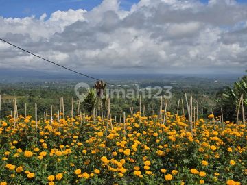 Dijual Tanah Langka View Gunung Lembah Laut di Bedugul Bali | Rumah123