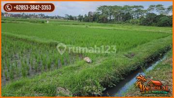2,000 m2 Sawah Datar Pinggir Jalan Raya Dijual Murah | Rumah123