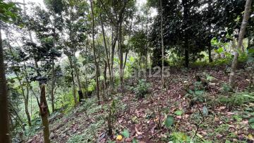 Dijual Tanah Kebun 2400 M2 Dekat ke Pasar Bojong Purwakarta | Rumah123