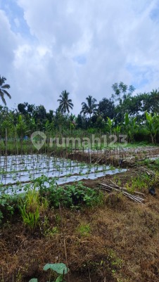Dijual Tanah Kebun Murah di Ubud view kebun kawasan villa | Rumah123