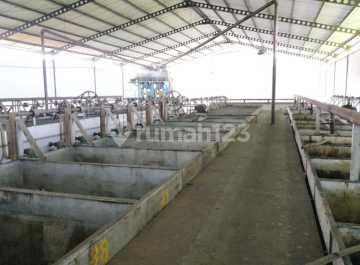 Pabrik Gula Pasir Siap Pakai di Kediri Jawa Timur | Rumah123