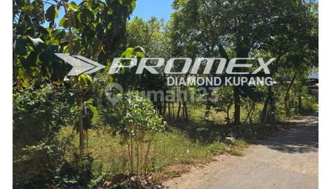 Jual Tanah di Kupang | Harga Terbaru 2024