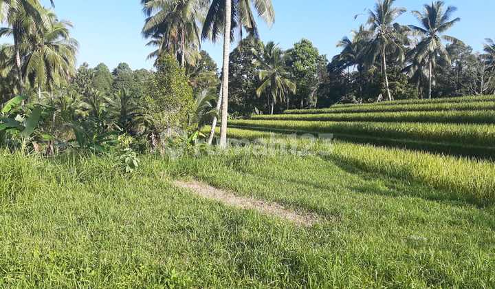 Land For Long Lease In Tabanan Regency Good Villa Or Poultry | Rumah123