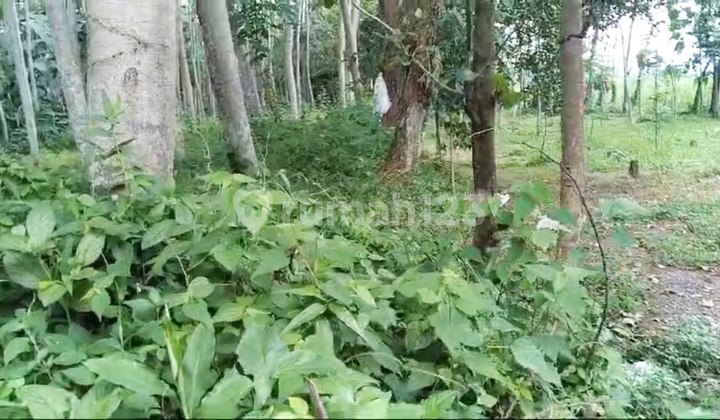 Lahan Rata Daerah Peternakan Ayam Dayurejo, Pasuruan | Rumah123