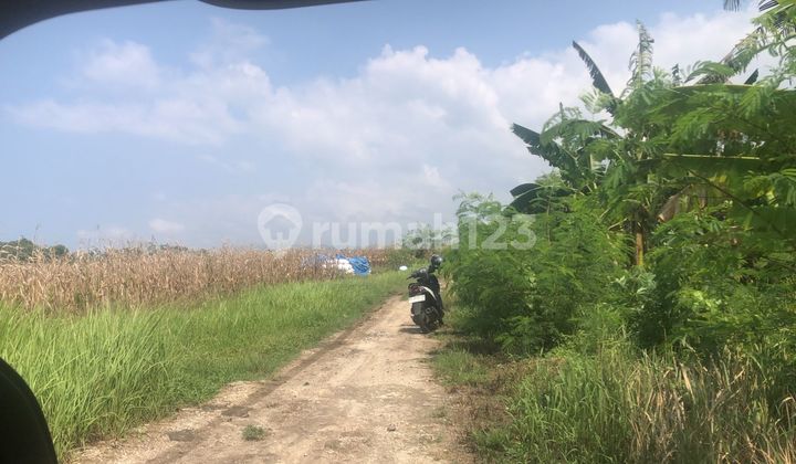 Land Freehold 2955 Sqm Close to the Beach In Tabanan Bali Area | Rumah123