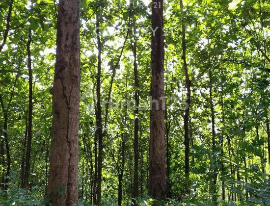 Tanah Luas Sudah Ada Pohon Jati bisa di Panen di Sukabumi Jabar | Rumah123