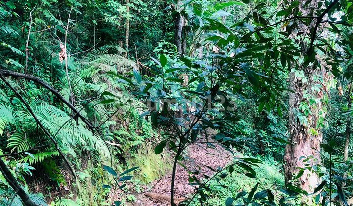 LAND FOR SALE / Jual Tanah Sayan Ubud Bali | Rumah123