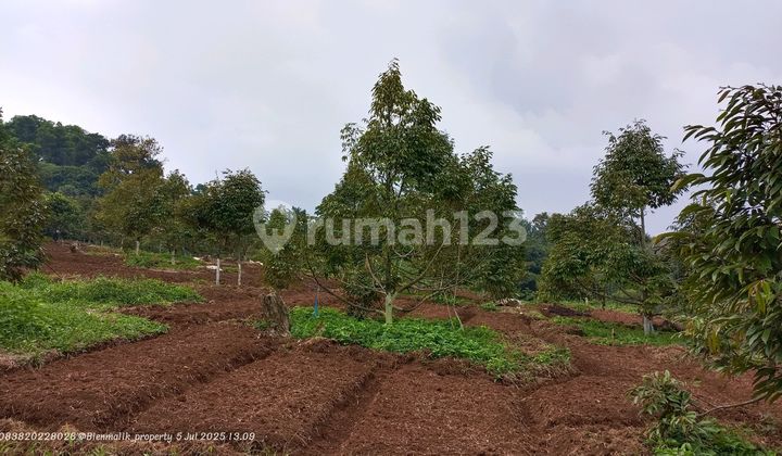 Di Jual Kebun Premium Berikut Kolam Ikan5 Menit Dari Gerbang Toll ...