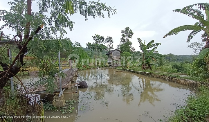 Kolam Ikan dan Sawah Aktif View Pegunungan | Rumah123