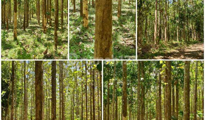 Dijual Cepat Tanah Kebun Jati 3 Ha, 170 Ribu/m², Surade, Shm | Rumah123