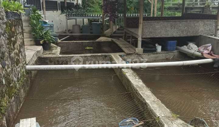 Kolam Ikan di Jual di Bogor | Rumah123