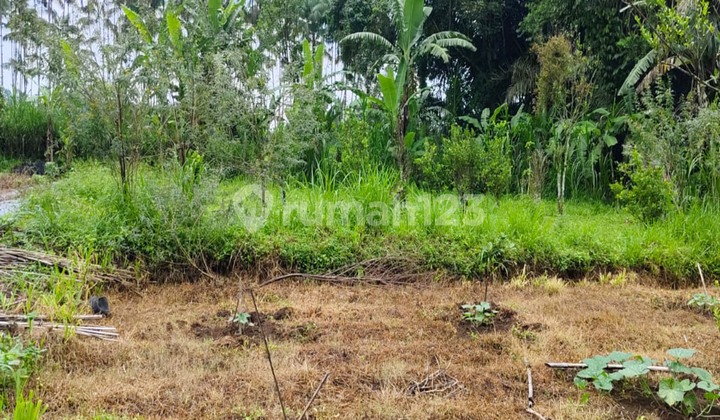 Dijual Tanah Kebun Murah di Ubud view kebun kawasan villa | Rumah123